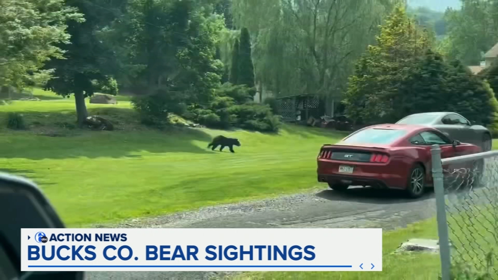 Bear spotted running through neighborhood in Langhorne, Bucks County ...
