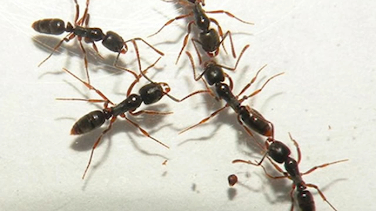 Asian Needle Ants NC | State experts share insights and concerns about ...