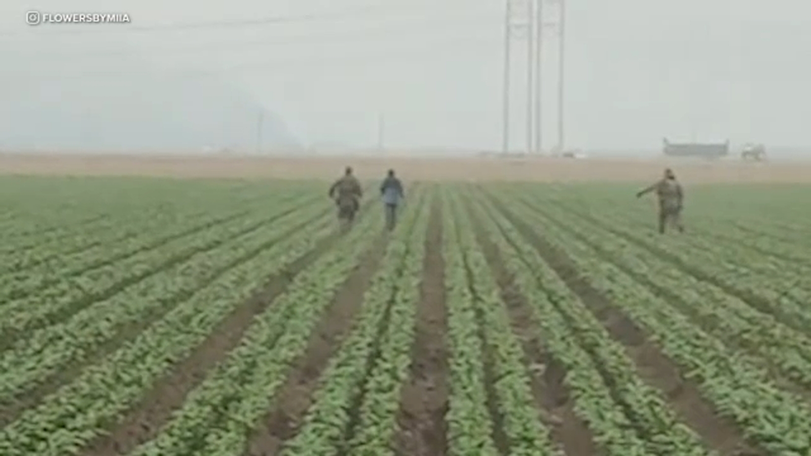 ICE agents chase after farmworkers as they flee fields during latest ...