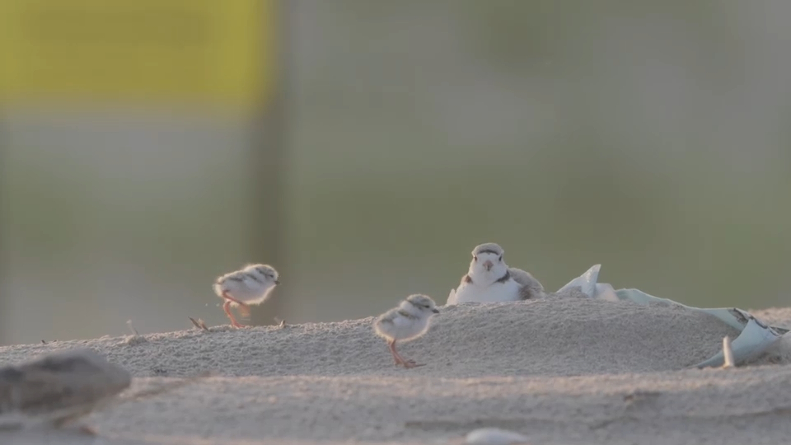 NYC Plover Project volunteers work to protect the endangered endangered ...