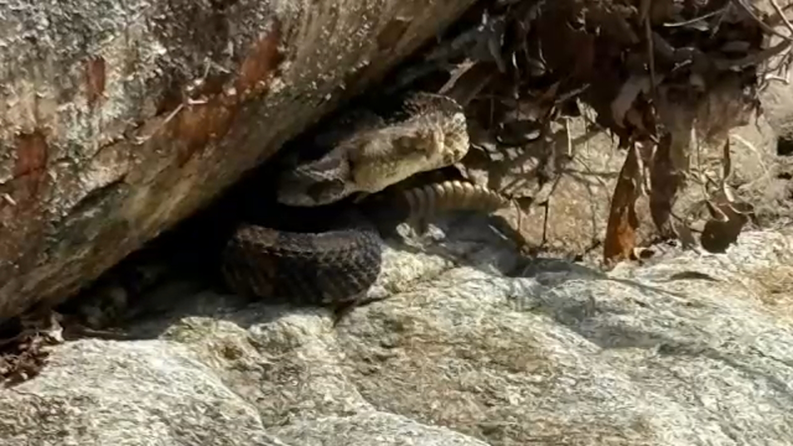 Snake bite NC | Venomous reptile bites teen while fly fishing trip in ...