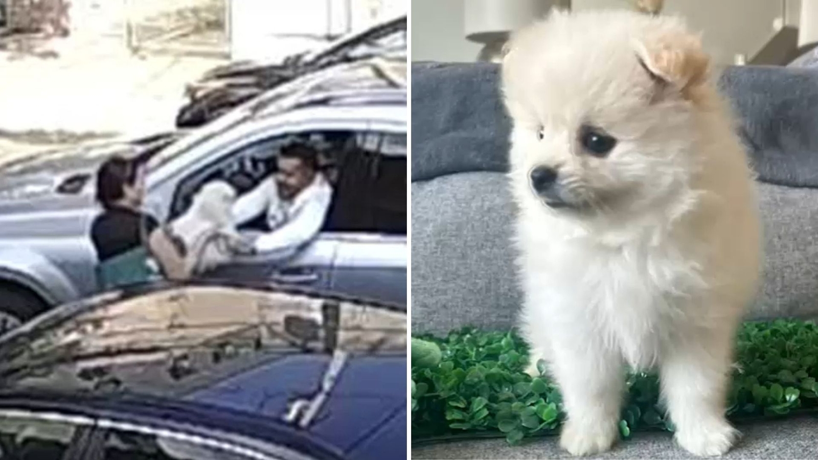 Newark New Jersey: Breeder says driver pulled up next to her, asked to ...
