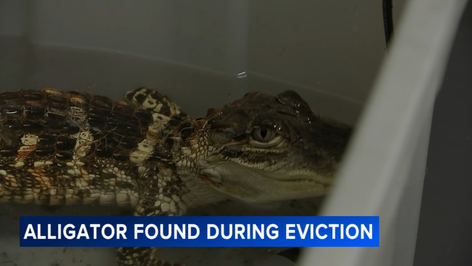 Alligator, husky dog left in Philadelphia, Pennsylvania home during ...