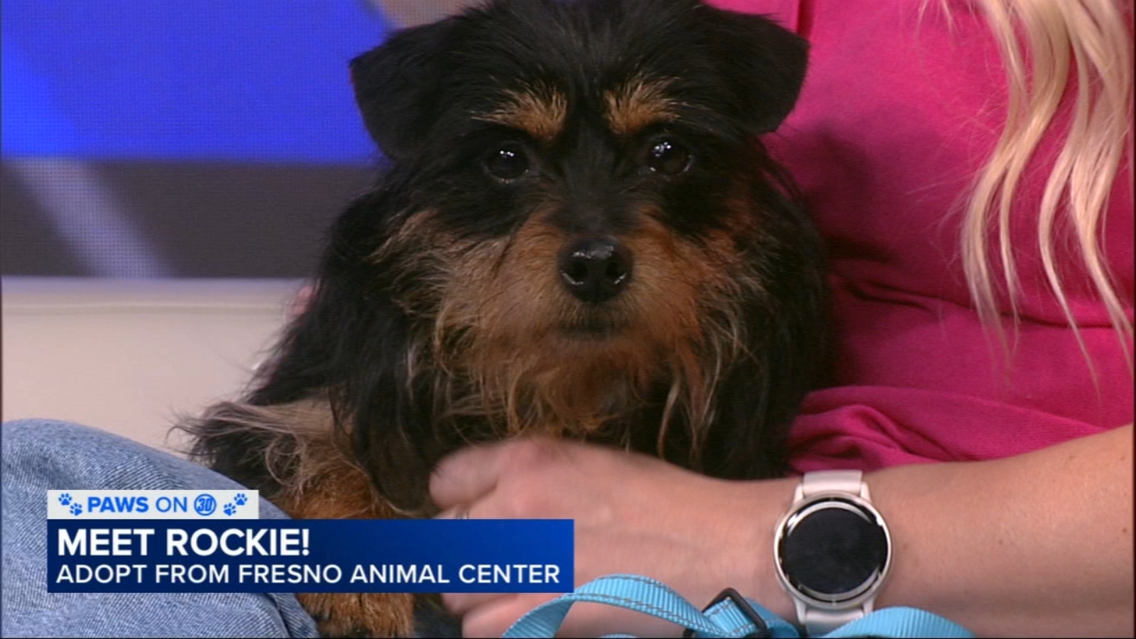 Paws on 30: Adopt Rockie from the Fresno Animal Center - ABC30 Fresno