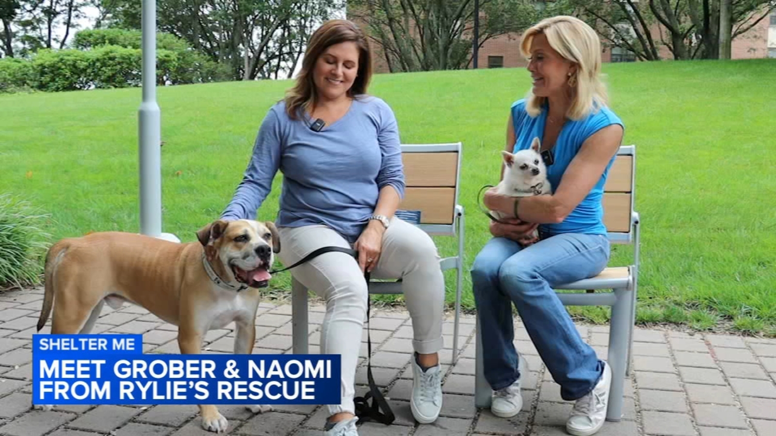 Shelter Me: Meet adoptable dogs, Calvin, Grober and Naomi! - 6abc ...