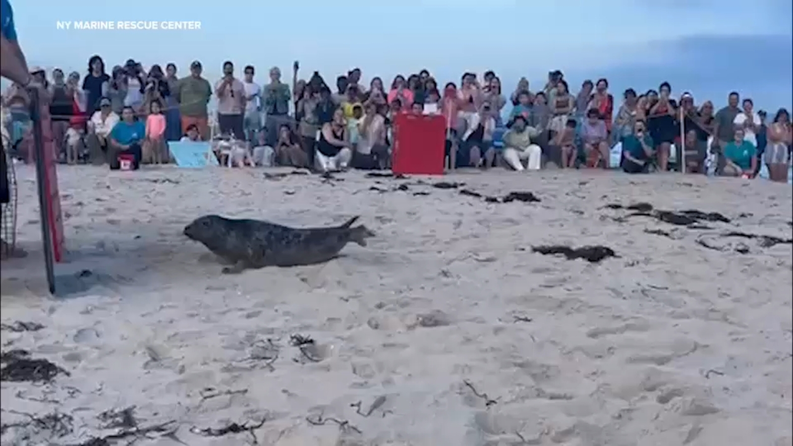 Seals released at Tiana Beach in Hampton Bays, New York after being ...