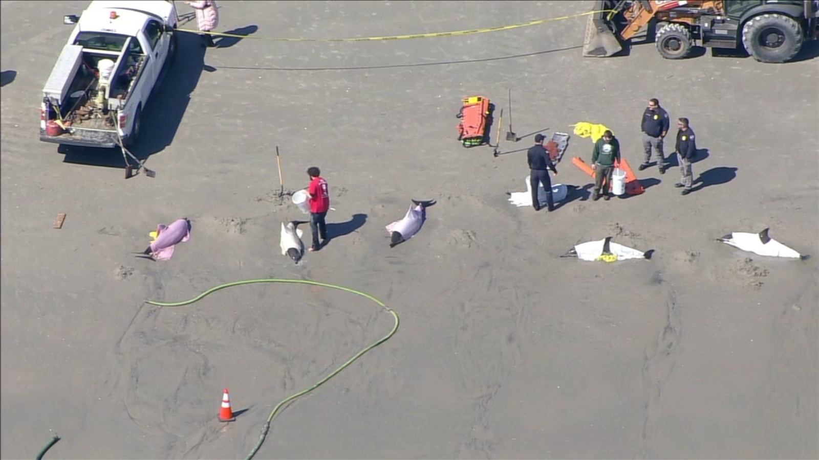 Sea Isle City parasail operator rescues woman, dogs after kayak ...