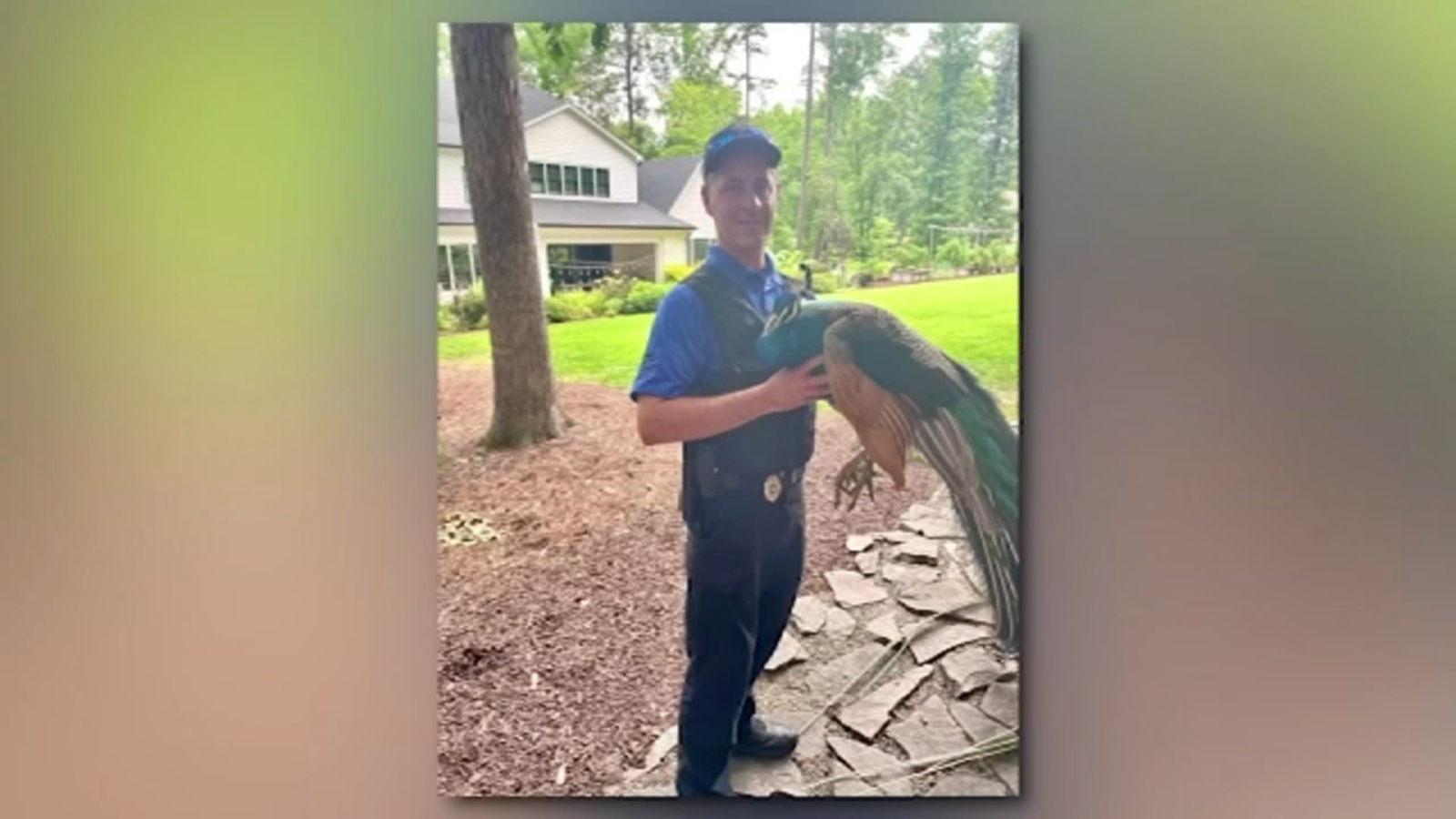 Peacock sightings reported across Wake County; here's why - ABC11 ...