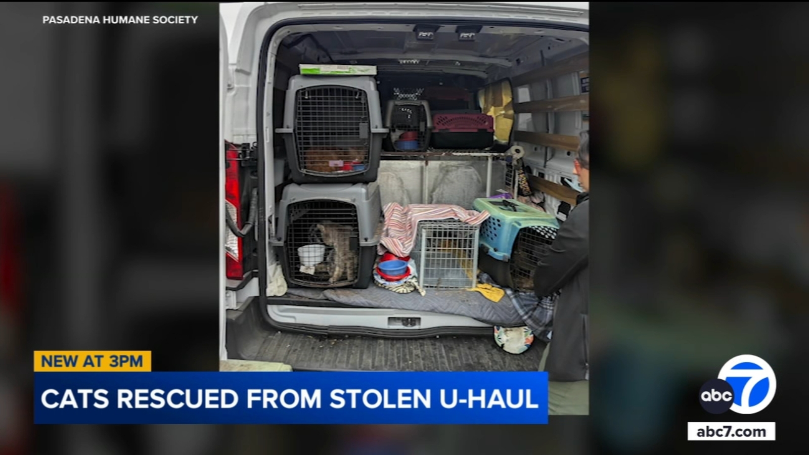 19 cats rescued from squalor in stolen U-Haul truck in Monrovia ...