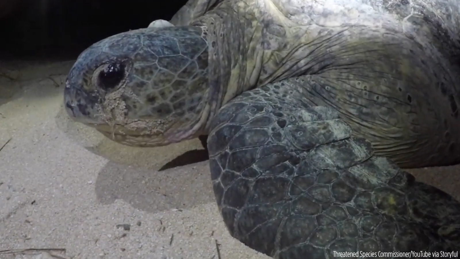 Australian Researchers save thousands of endangered green sea turtles ...