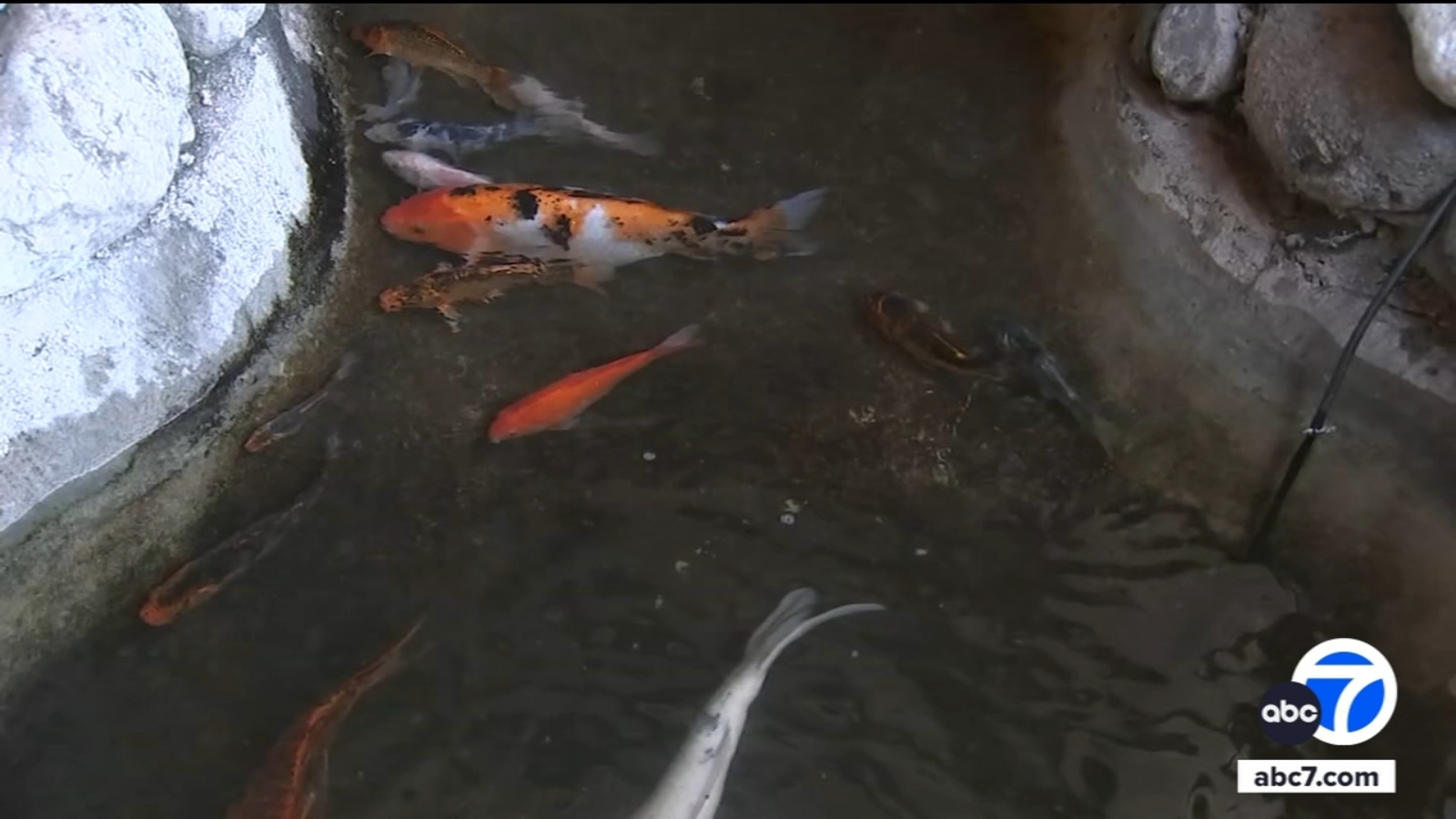 85 Koi fish stolen from Yucaipa restaurant; suspect arrested - ABC7 Los ...