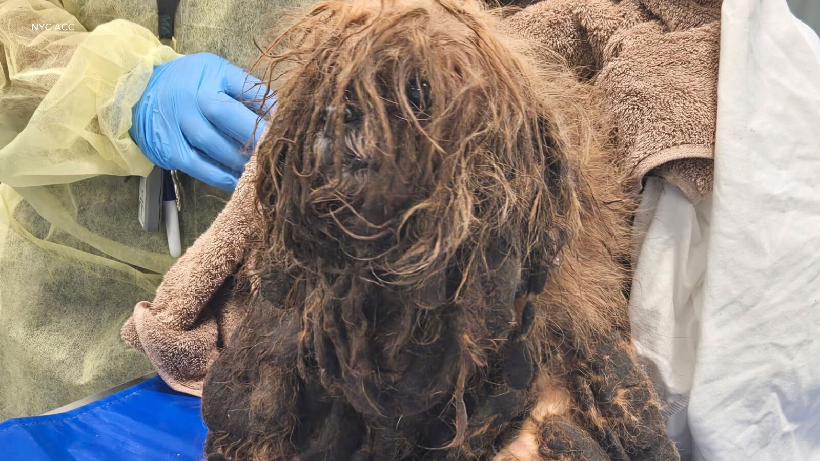 Over 80 dogs removed from filthy Mill Basin, Brooklyn home after woman ...