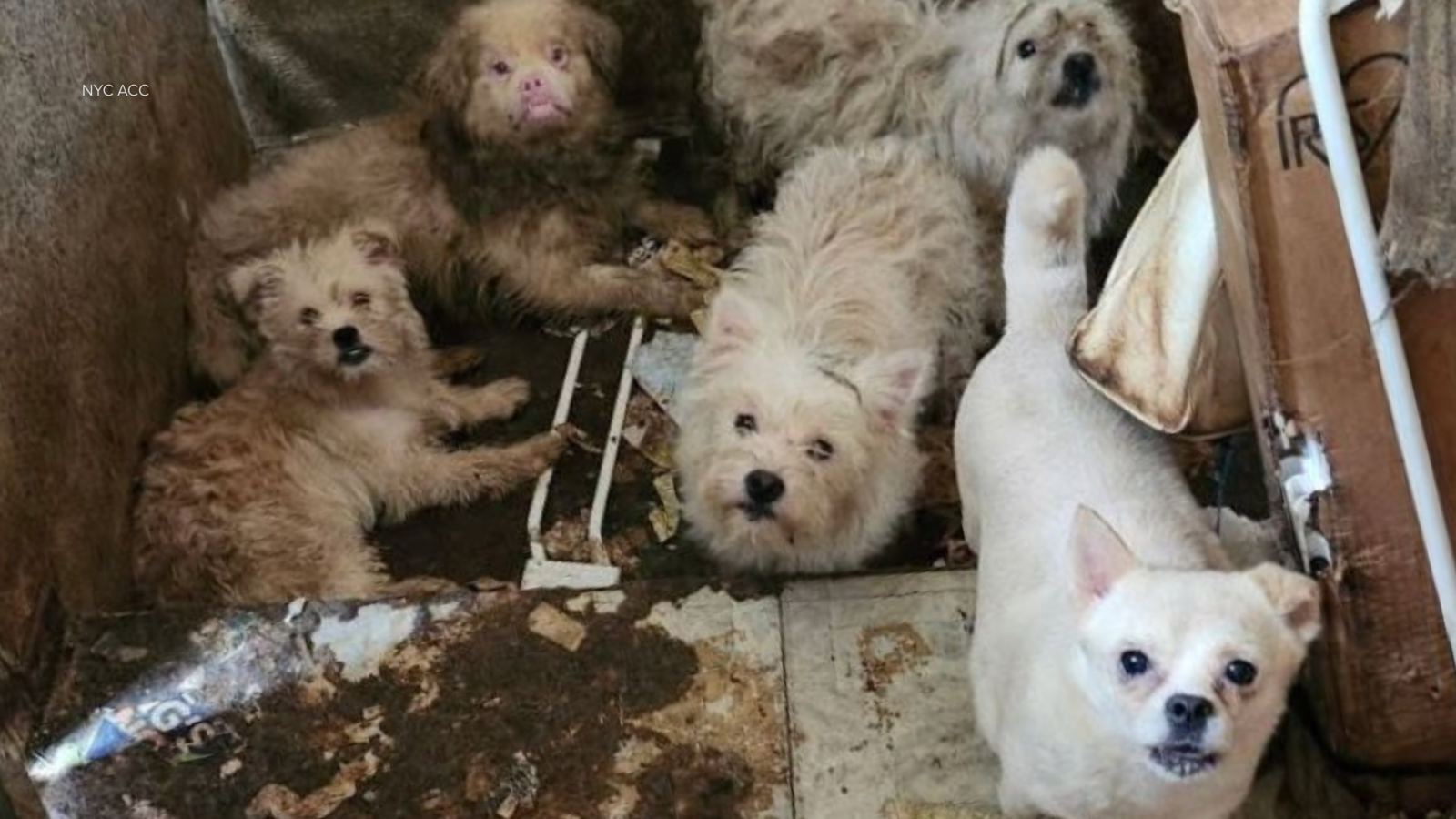NYPD was investigating Mill Basin, Brooklyn home where over 80 dogs ...