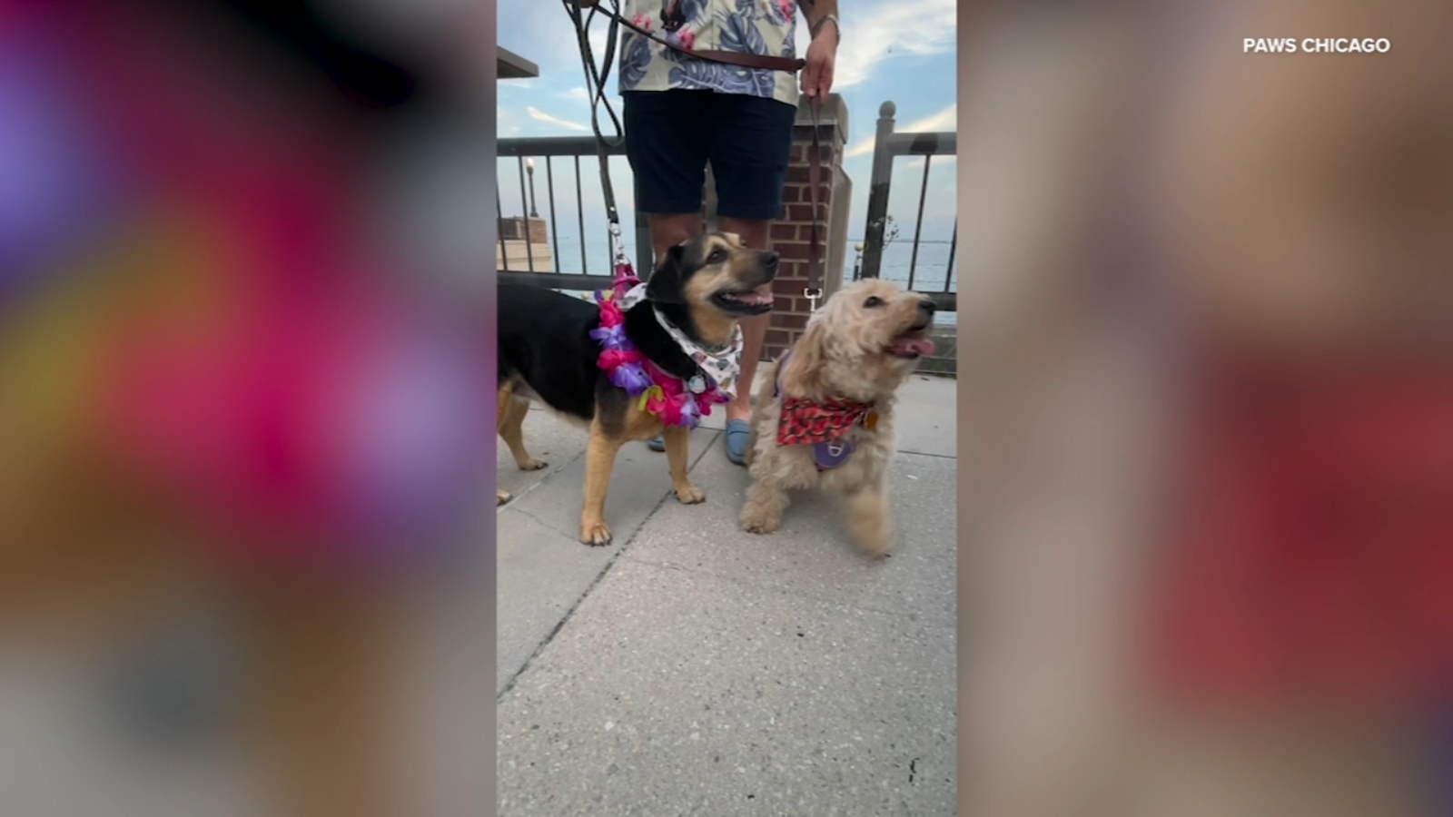 Pet adoption events near me: PAWS Chicago hosting beach party at Navy ...