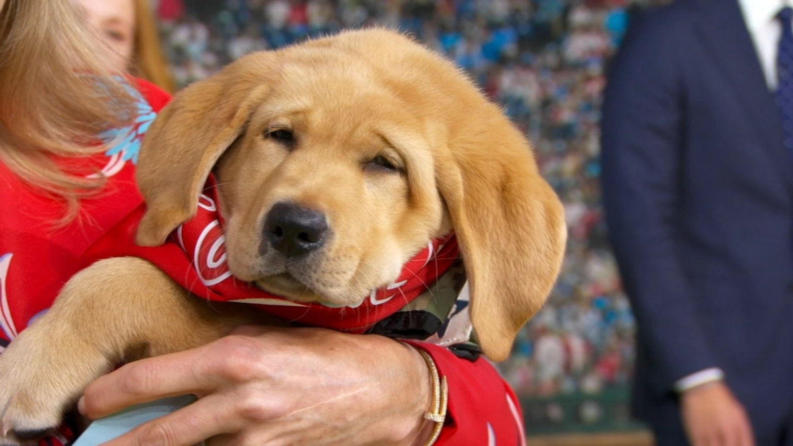 Philadelphia Phillies introduce service pup-in-training, Tugger, on ...