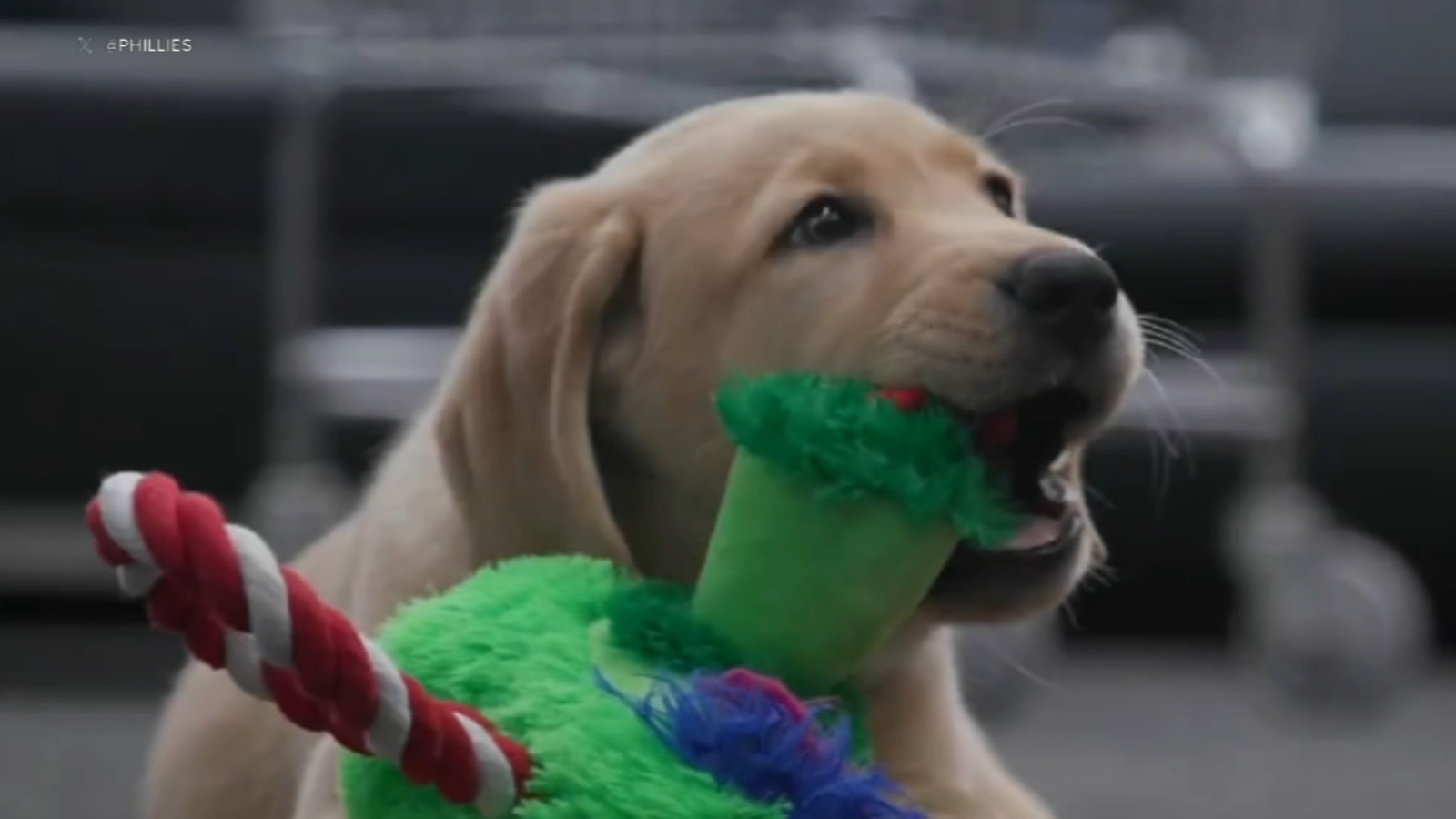 Phillies service pup-in-training, Tugger, stops by the Action News ...