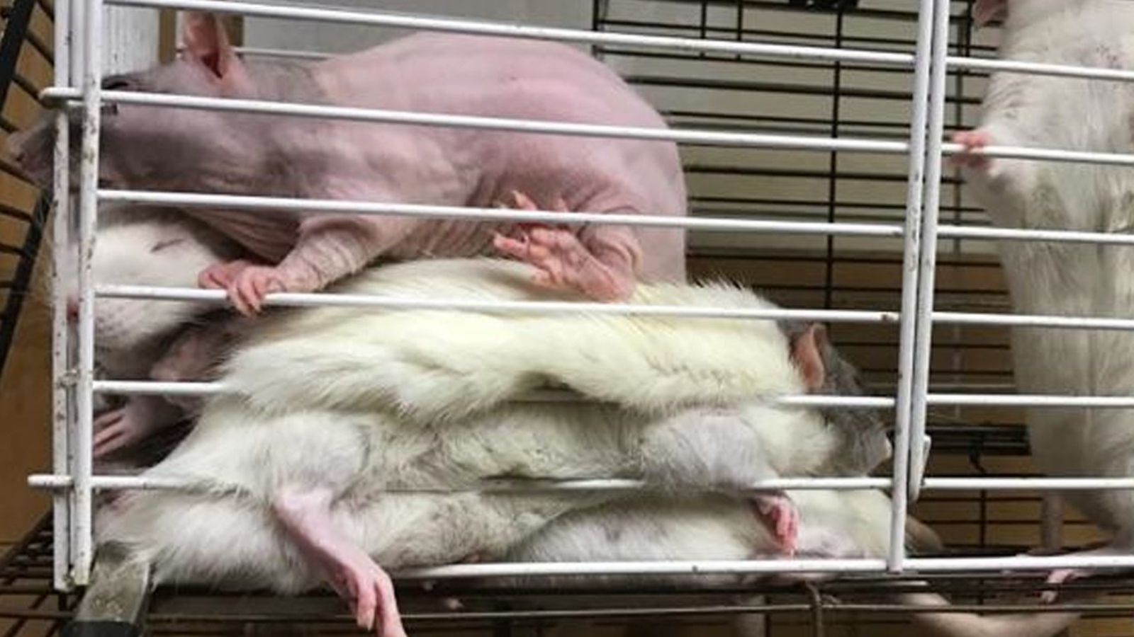 Photos show some of 267 rats seized from Long Island antique store ...