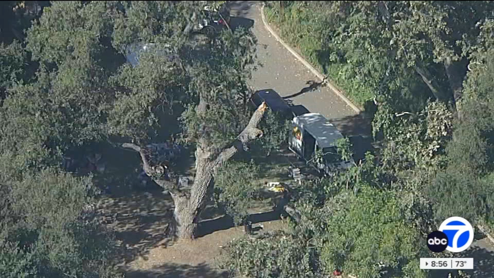 8-year-old killed, 4 others injured by falling tree branch at Calabasas ...