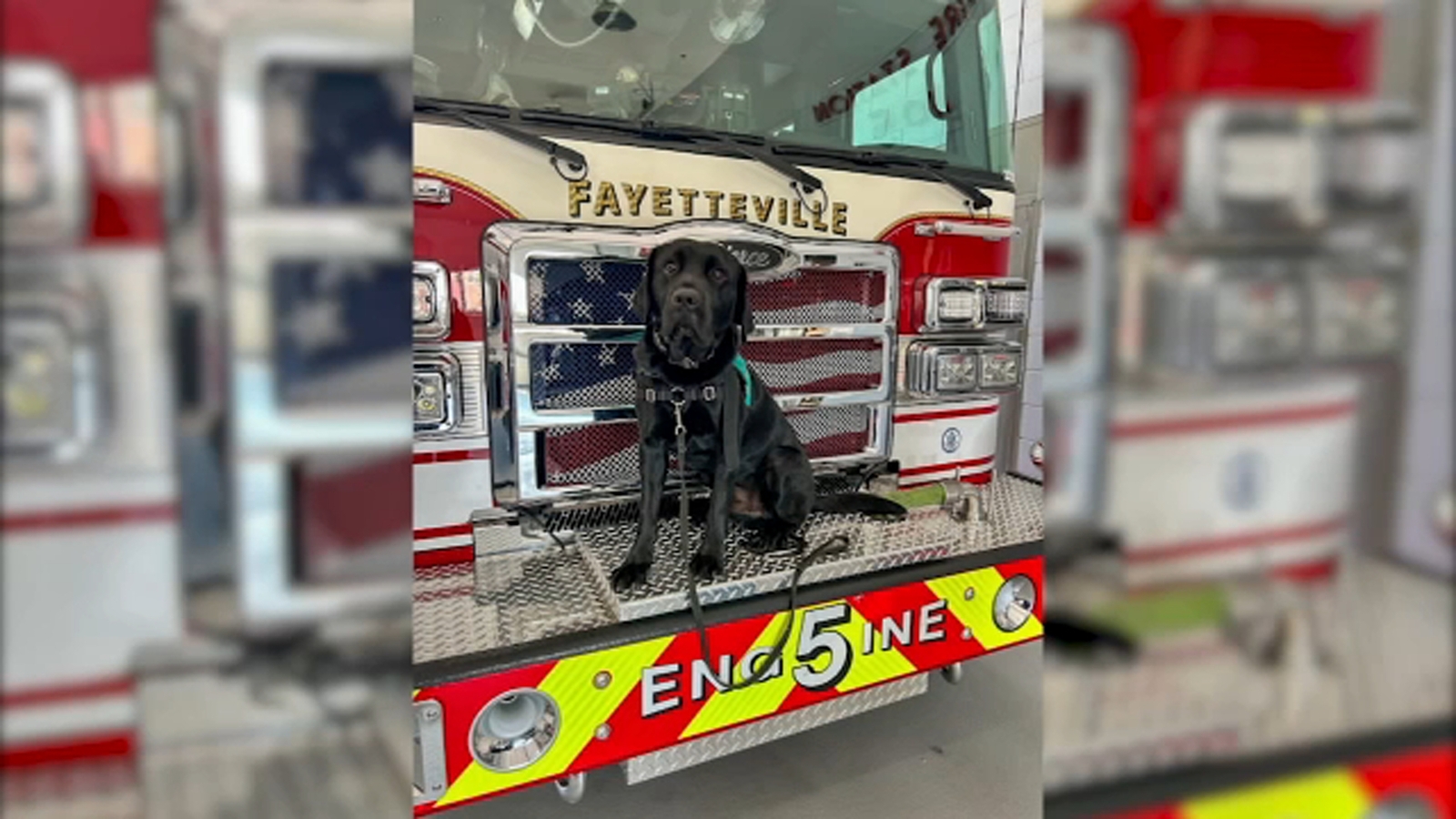 Fayetteville Fire Department welcomes specially trained dog to combat ...