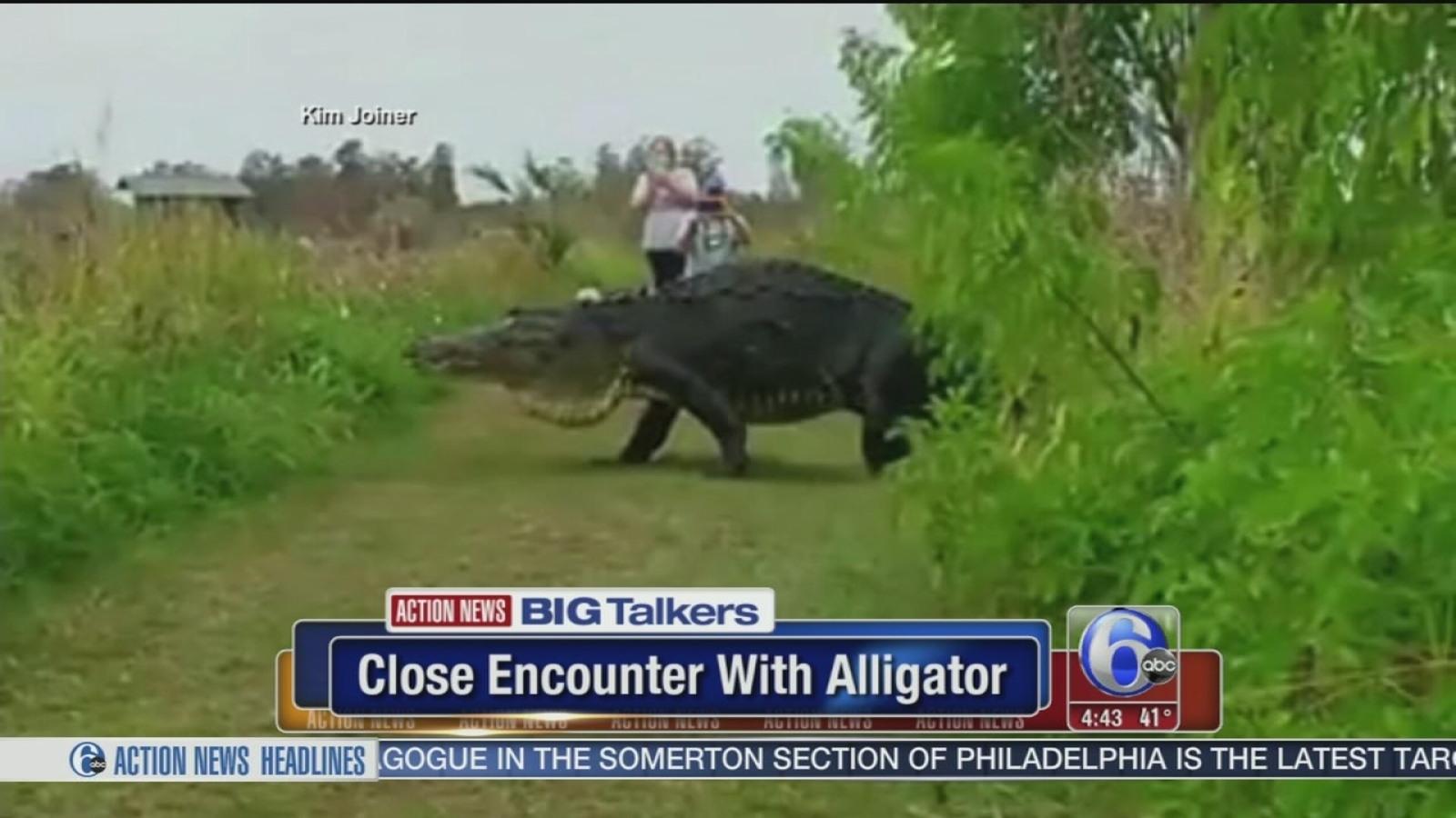 'Nature at its best:' Giant gator spotted at Florida nature center ...