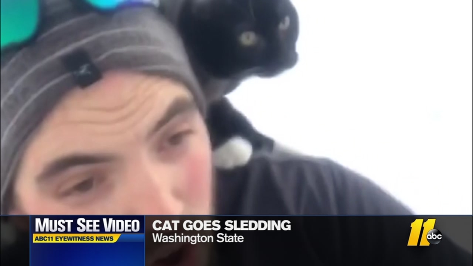 Cat takes hurtling ride on sled - ABC11 Raleigh-Durham