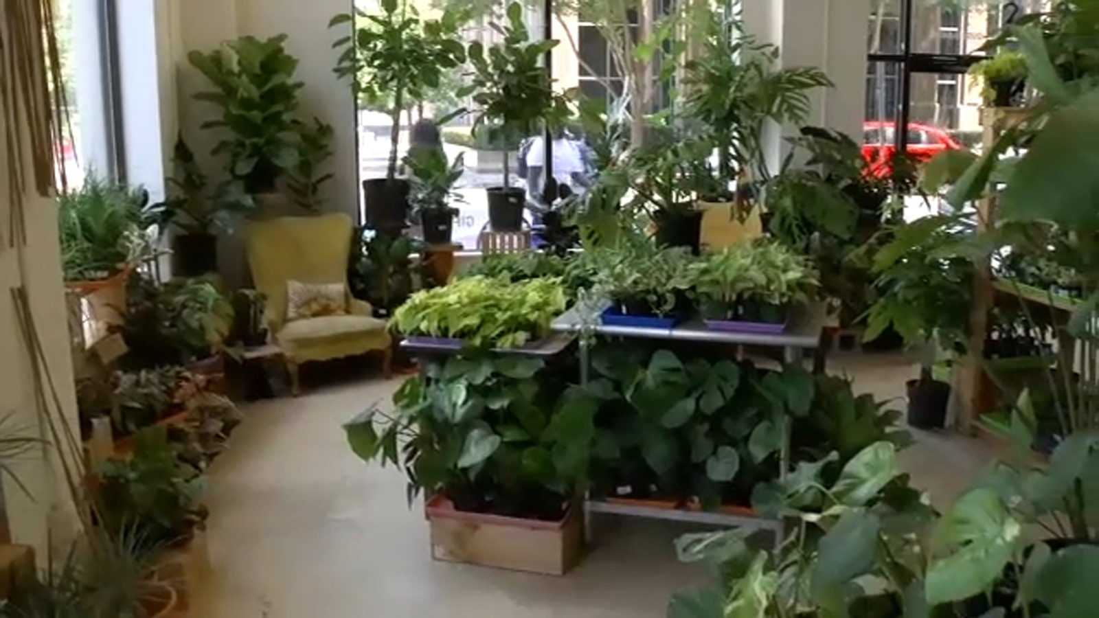 NC Made Copperline Plant Co: Raleigh native grows plant shop into ...