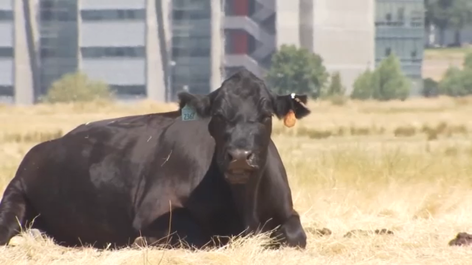 Students learn smart sustainability thanks to cows at UC Merced - ABC30 ...