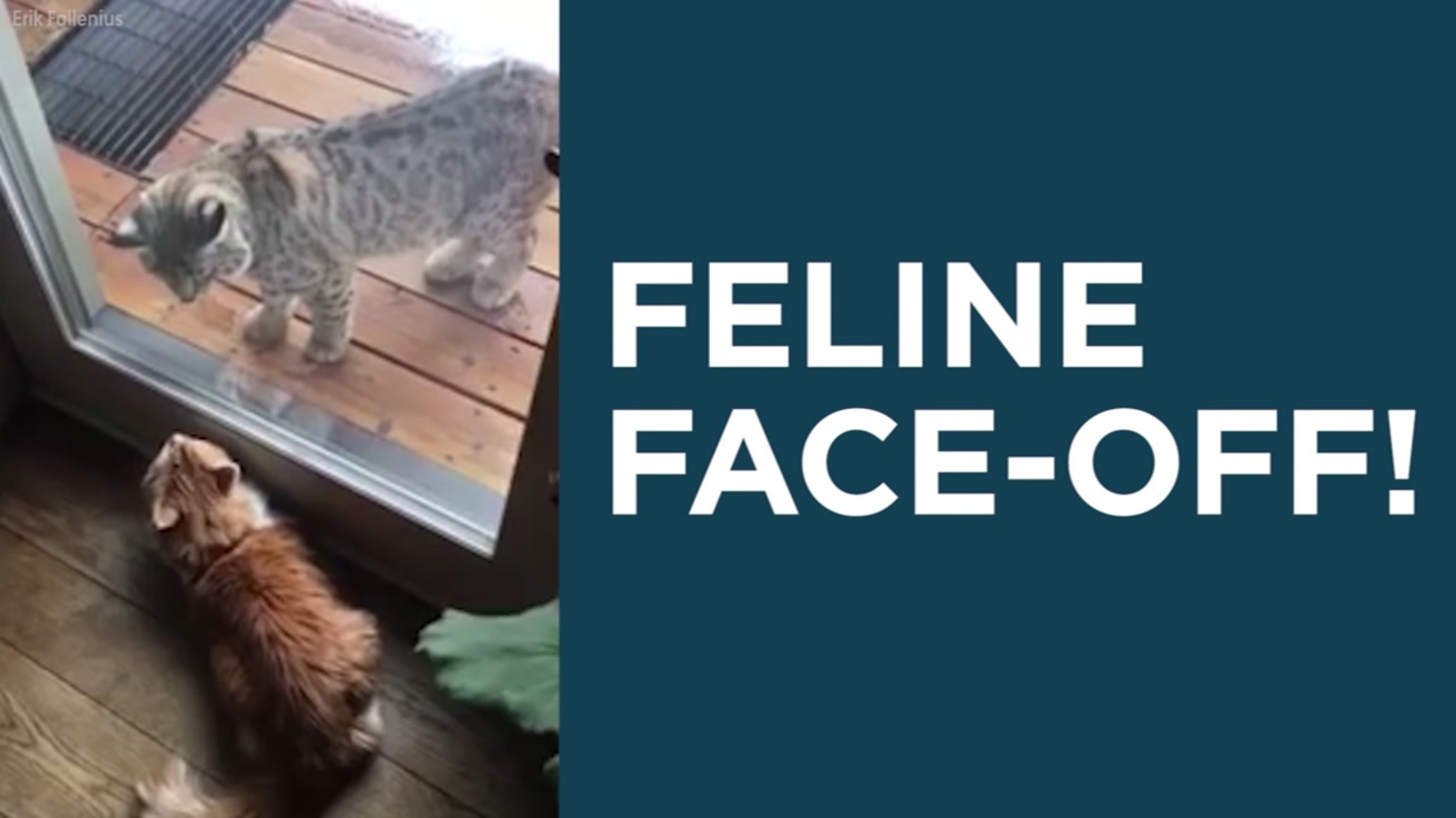 House cat gets into staring match with bobcat - ABC7 San Francisco