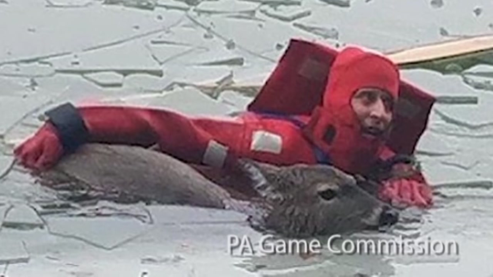 Crews face frigid waters to save trapped deer - ABC7 New York