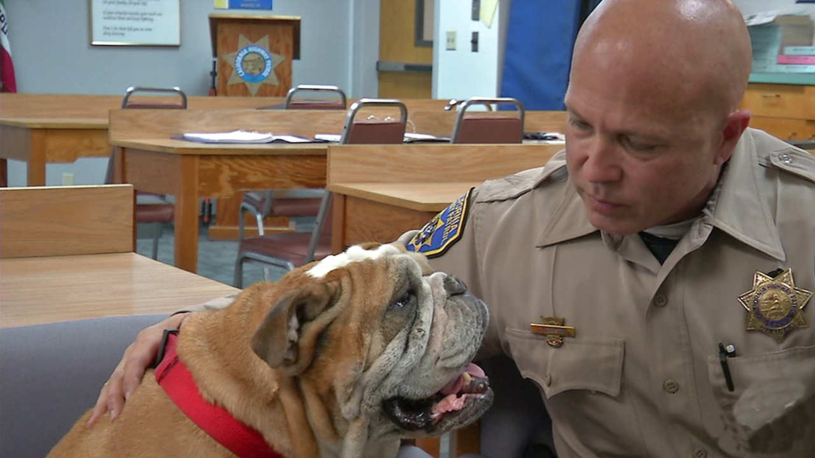 Police take in bulldog after owner hurt in crash - ABC7 New York