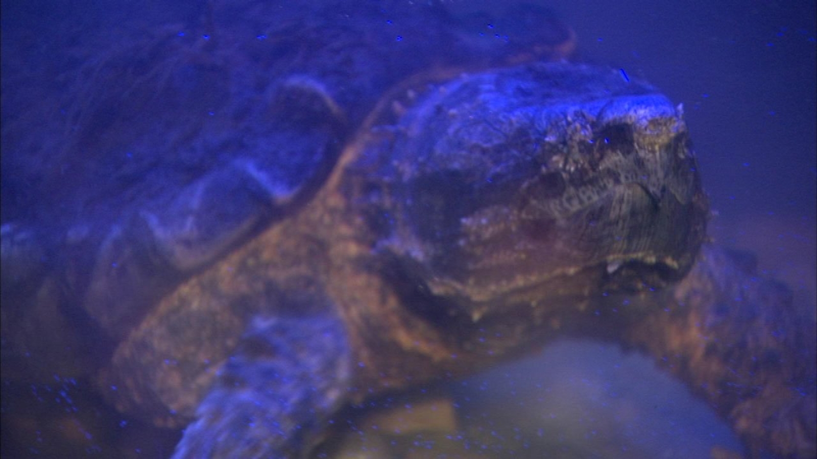 Alligator snapping turtle 'Patsy McNasty' gets new home at nature ...