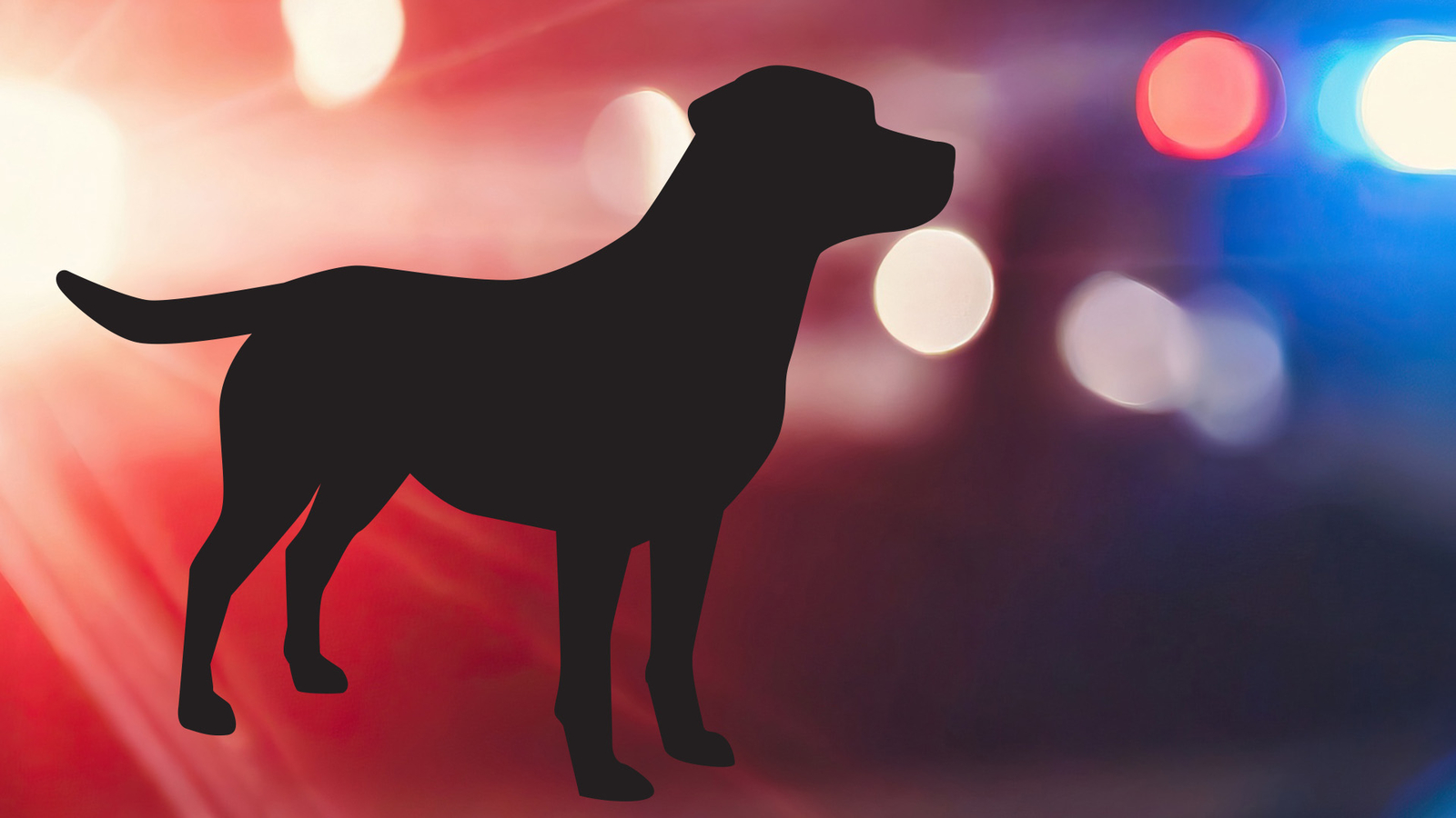 Man mauled to death by dogs in Lancaster, California was friend of ...