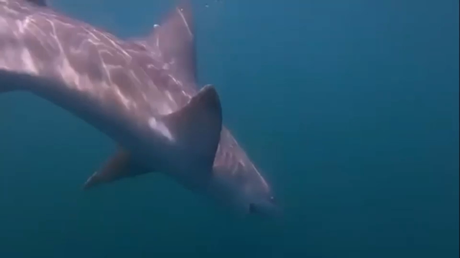 Shark study: Stony Brook University finds some species are staying ...