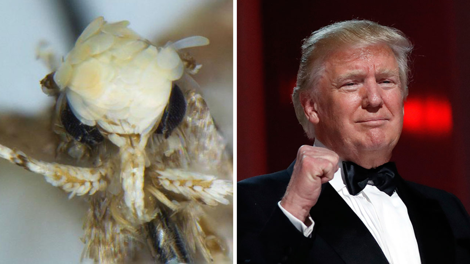 Meet Neopalpa donaldtrumpi, the big league presidential moth - ABC13 ...