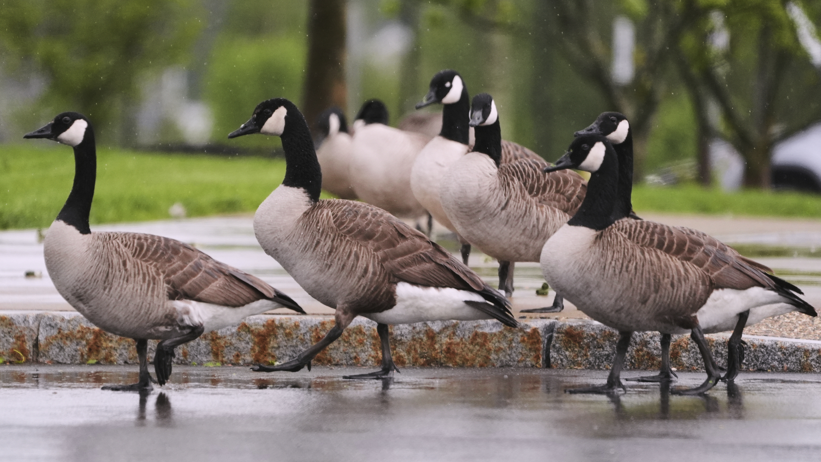 At least 7 geese dead after car strikes flock crossing Devoe Avenue in ...