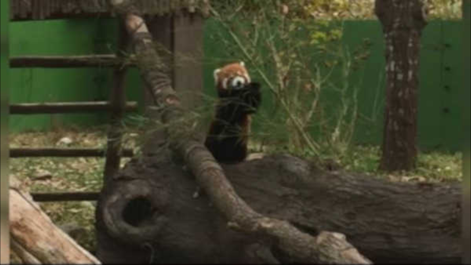 Missing red panda named Sunny on the loose in Virginia - ABC11 Raleigh ...