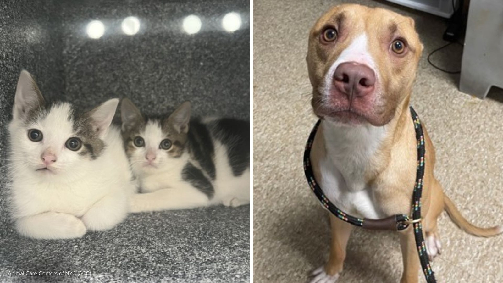 Animal Care Centers of NYC suspends animal shelter intake, citing ...