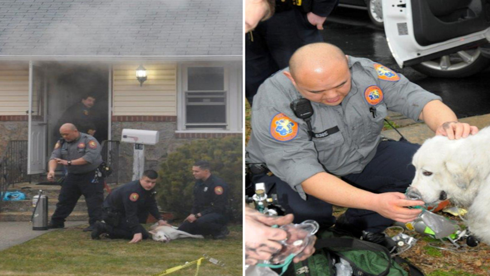 Nassau County Police rescue dog from burning home in Hicksville - ABC7 ...