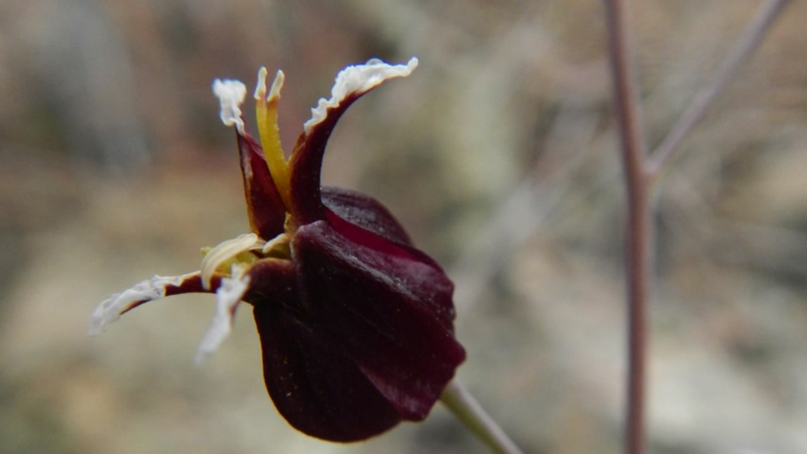Oakland students help protect rare flower from extinction - ABC7 San ...