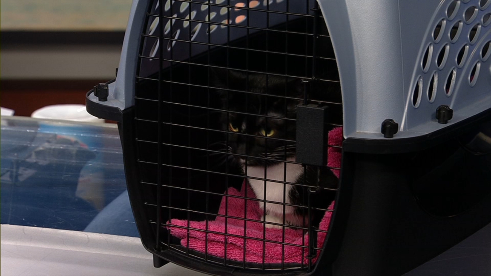 DuPage County Animal Services holding kitten, cat adoption event ...