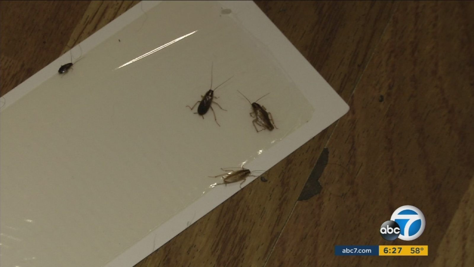 Insect infestation takes man off organ waiting list; building owner ...
