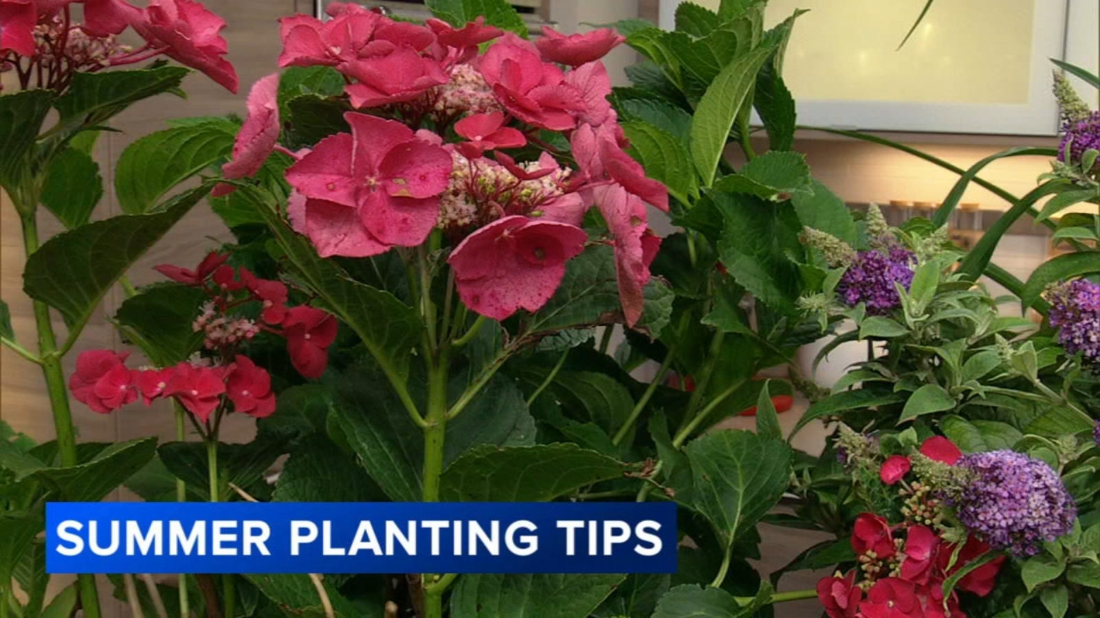 Still Time to Plant: Summer gardening tips from Chalet Home & Garden ...