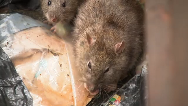 City of Vallejo and outside volunteers, terriers tackle ferry terminal ...