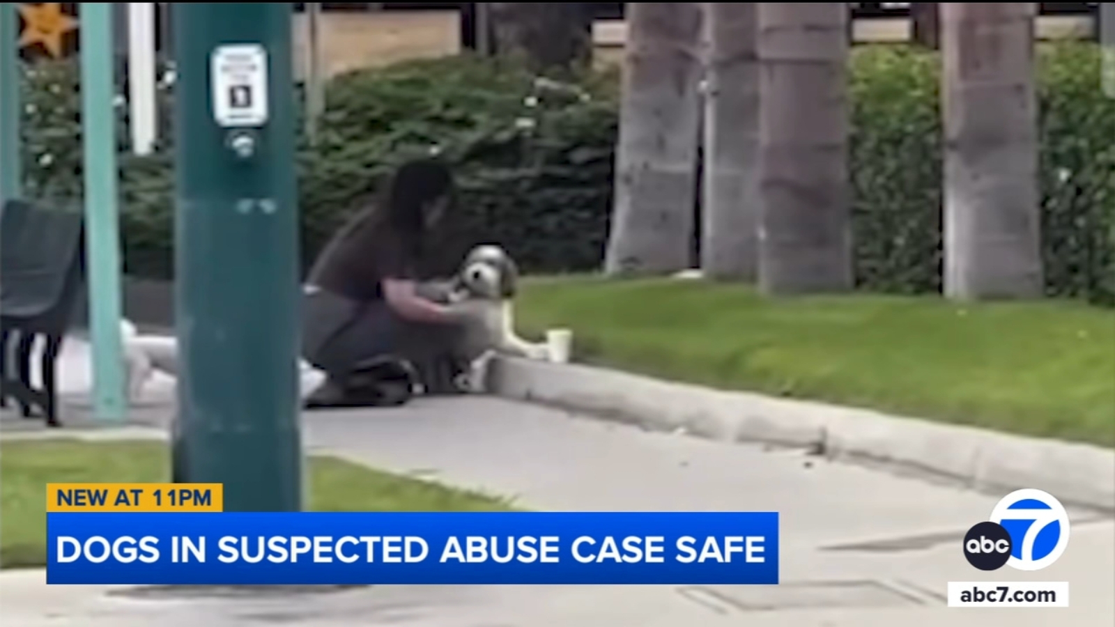 Dogs rescued after suspected abuse caught on video in Anaheim, police ...