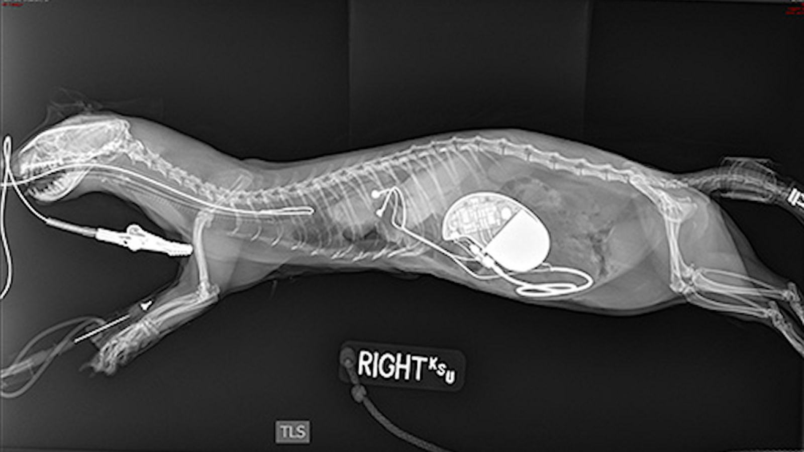 Ferret has successful pacemaker surgery at Kansas State - ABC13 Houston