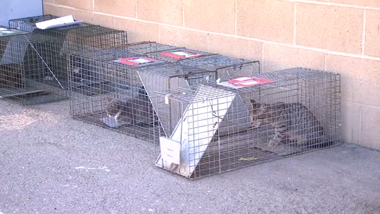 Clinic in Madera County aims to control feral cat population - ABC30 Fresno