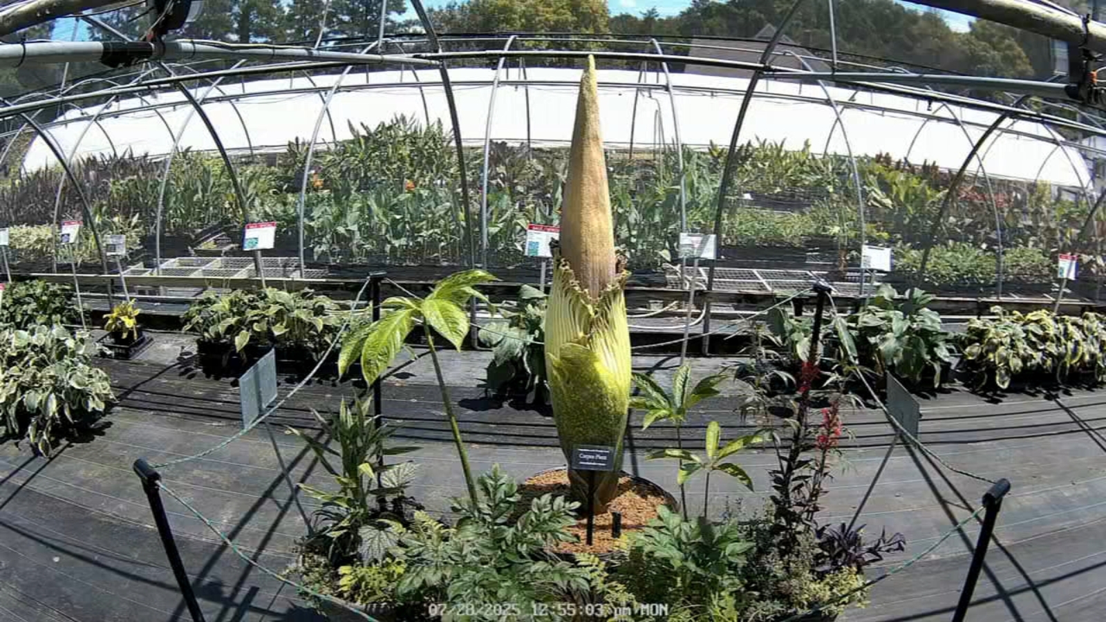 Corpse Flower NC | Titan Arum blooming, will unleash its rotten flesh ...