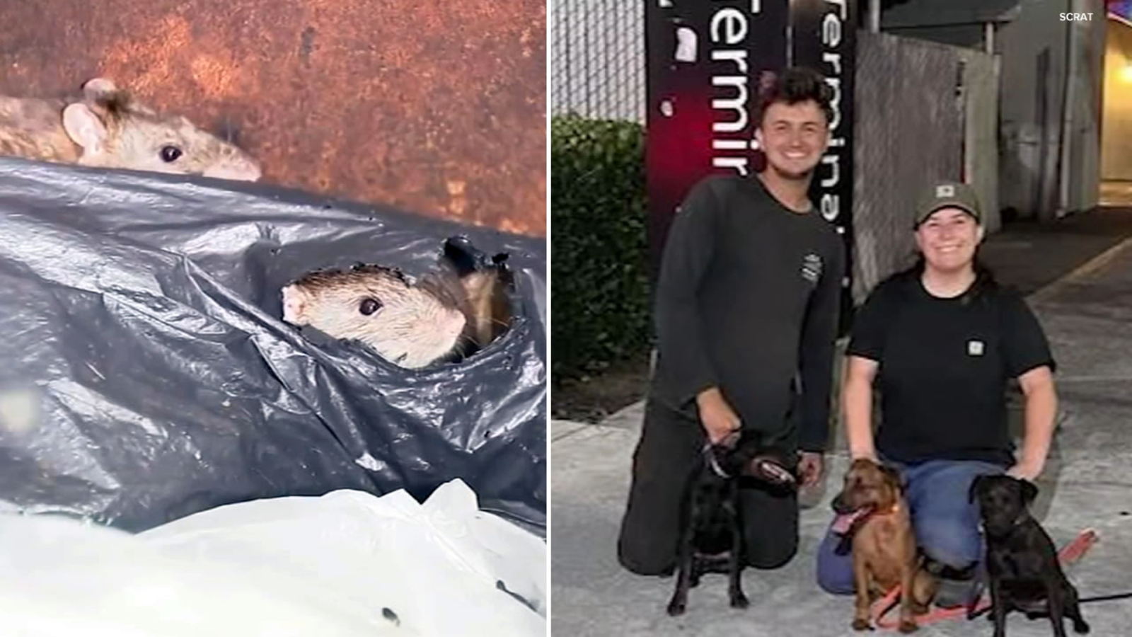 City of Vallejo and outside volunteers, terriers tackle ferry terminal ...