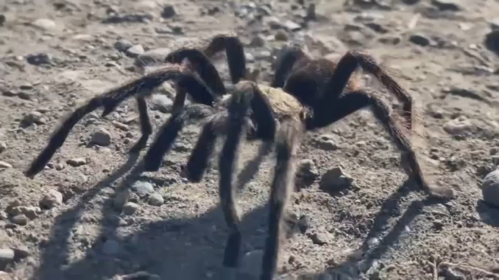 Tarantulas coming to California as mating season begins - ABC7 Los Angeles