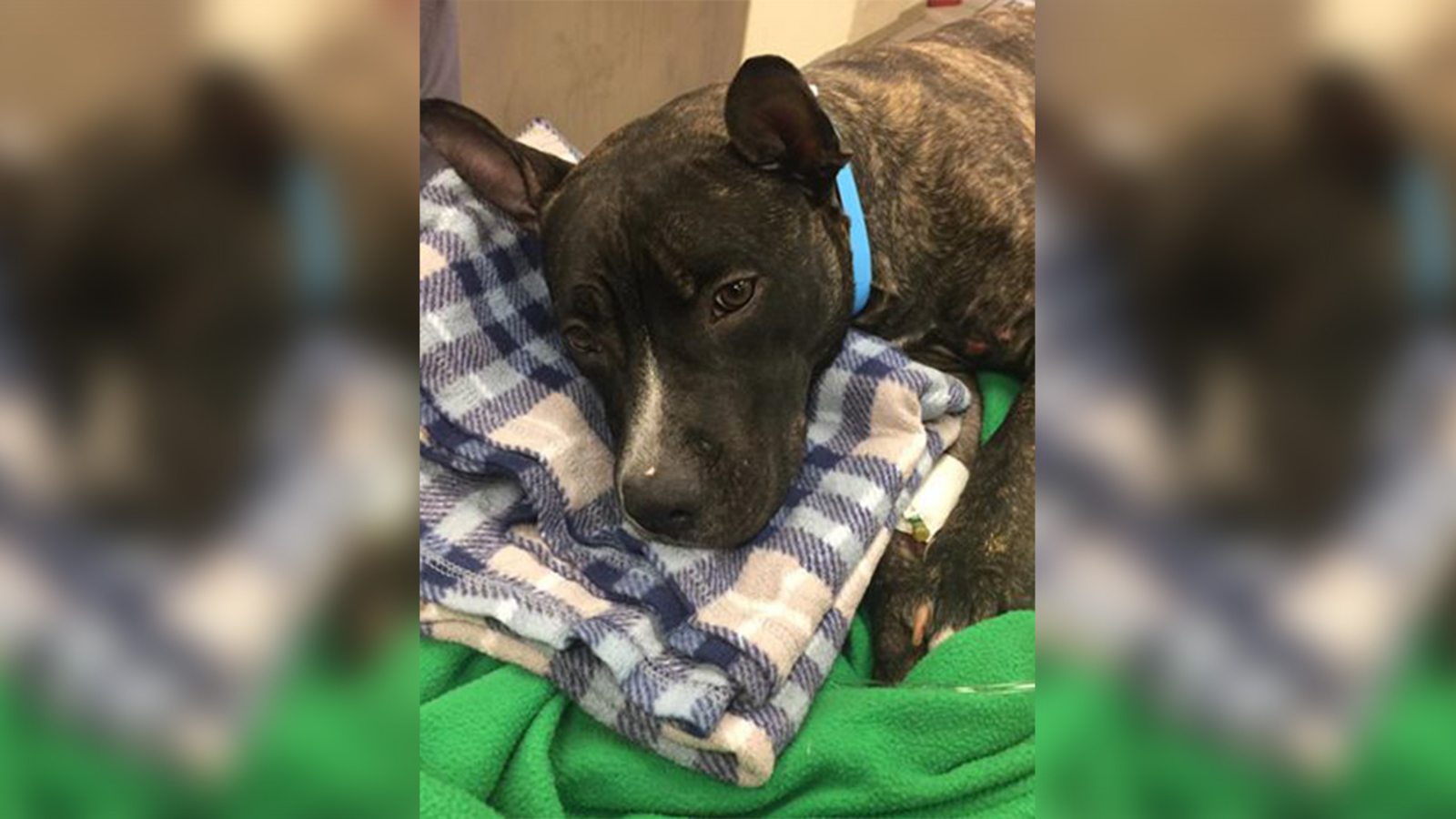 7-month-old pit bull puppy survives 5-story fall in Bayonne - ABC7 New York